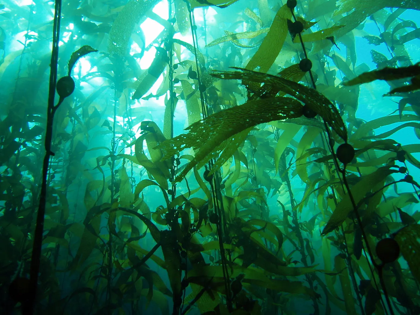 How Sea Otters Fight Climate Change By Guarding Kelp Forests One Earth
